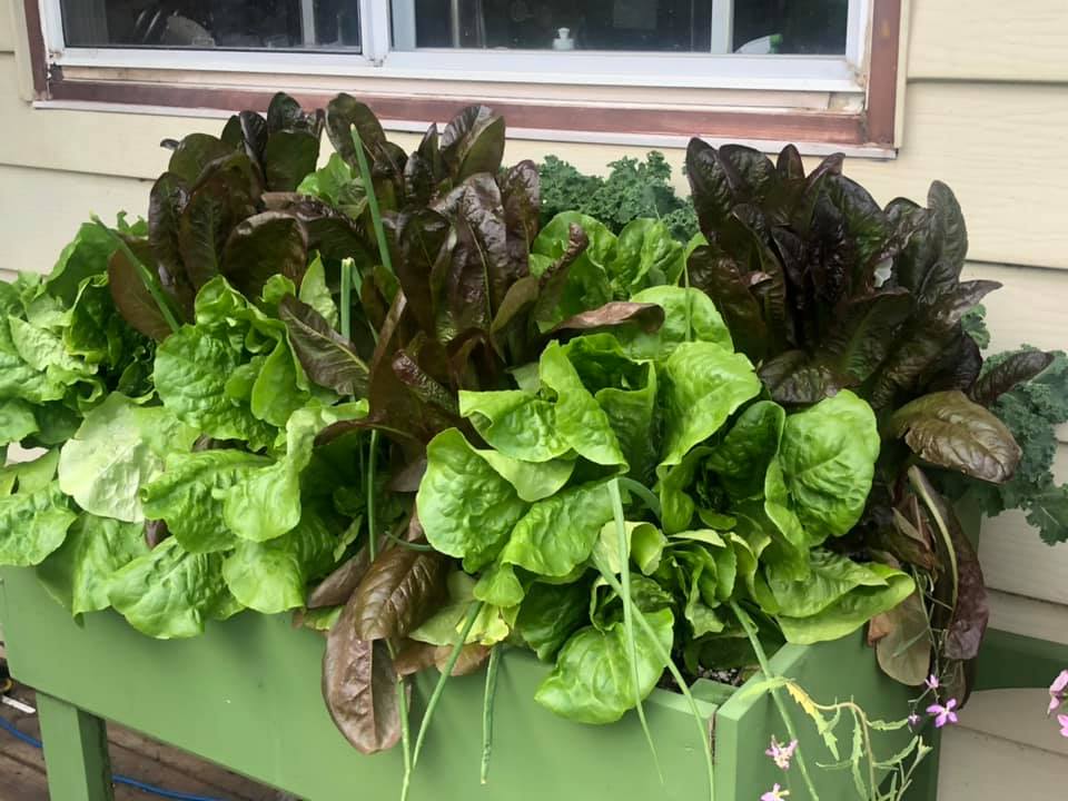Vegetable Container Gardening – The Gardeners' Wings